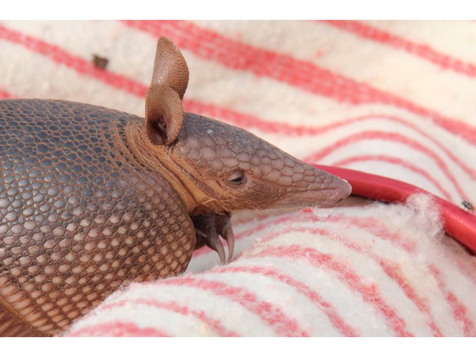 SEVEN-BANDED ARMADILLO Dasypus septemcinctus FAUNA PARAGUAY